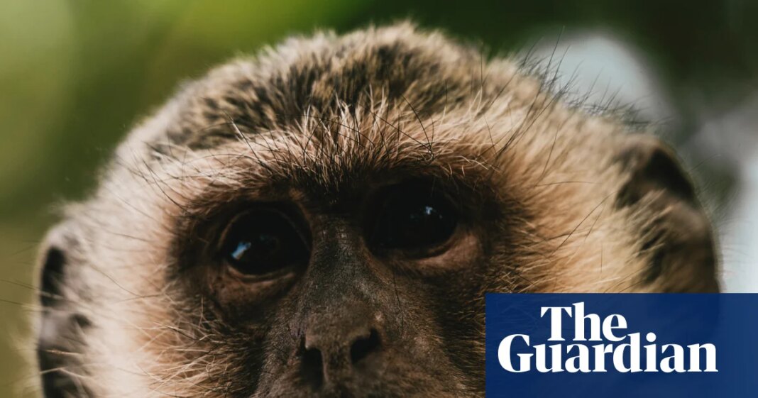 Monkeys Spotted Roaming the Streets of St. Louis, Missouri | Sitios ...